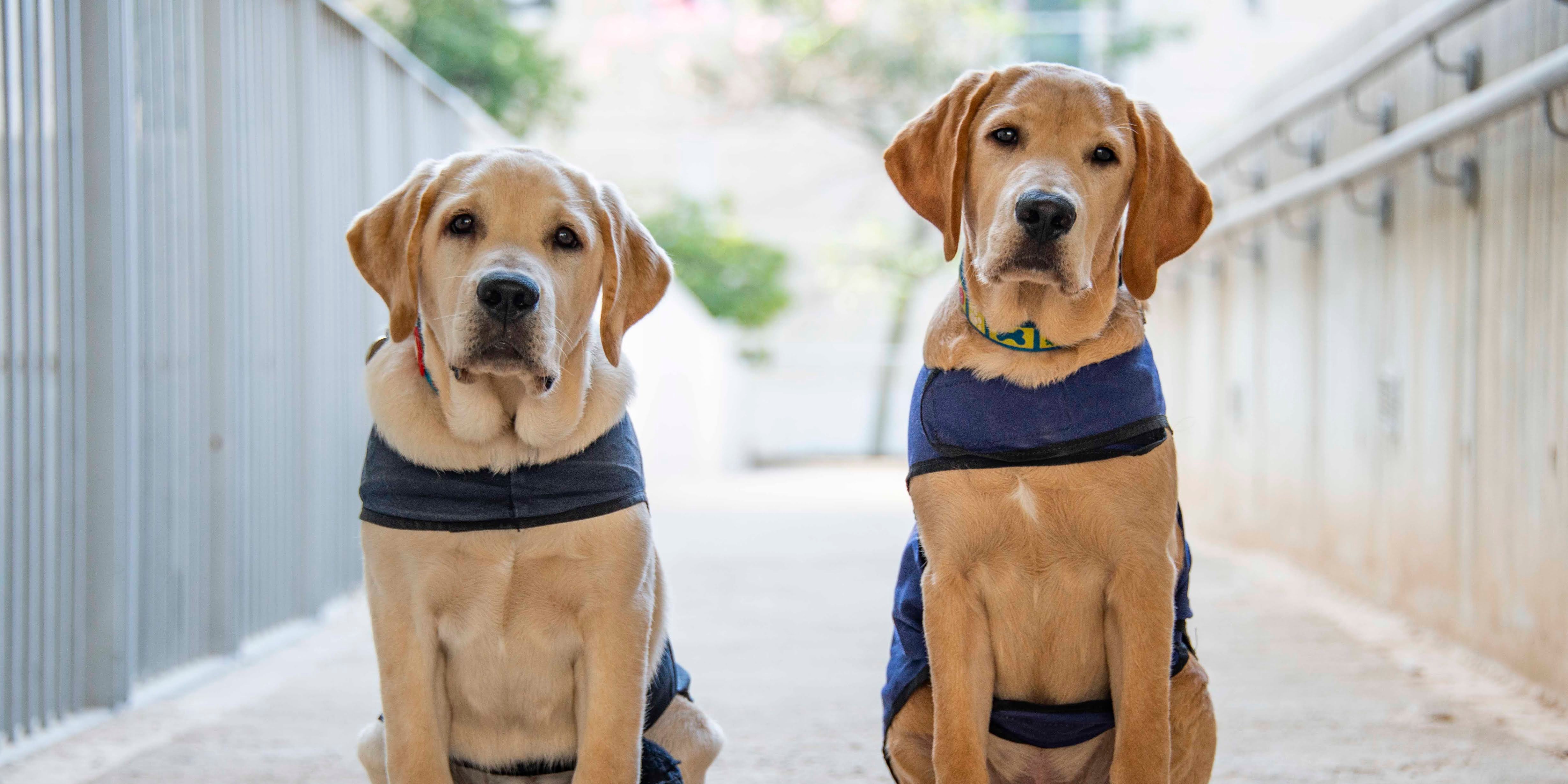 Tribute Card by Mail | Canadian Friends of the Israel Guide Dog Center