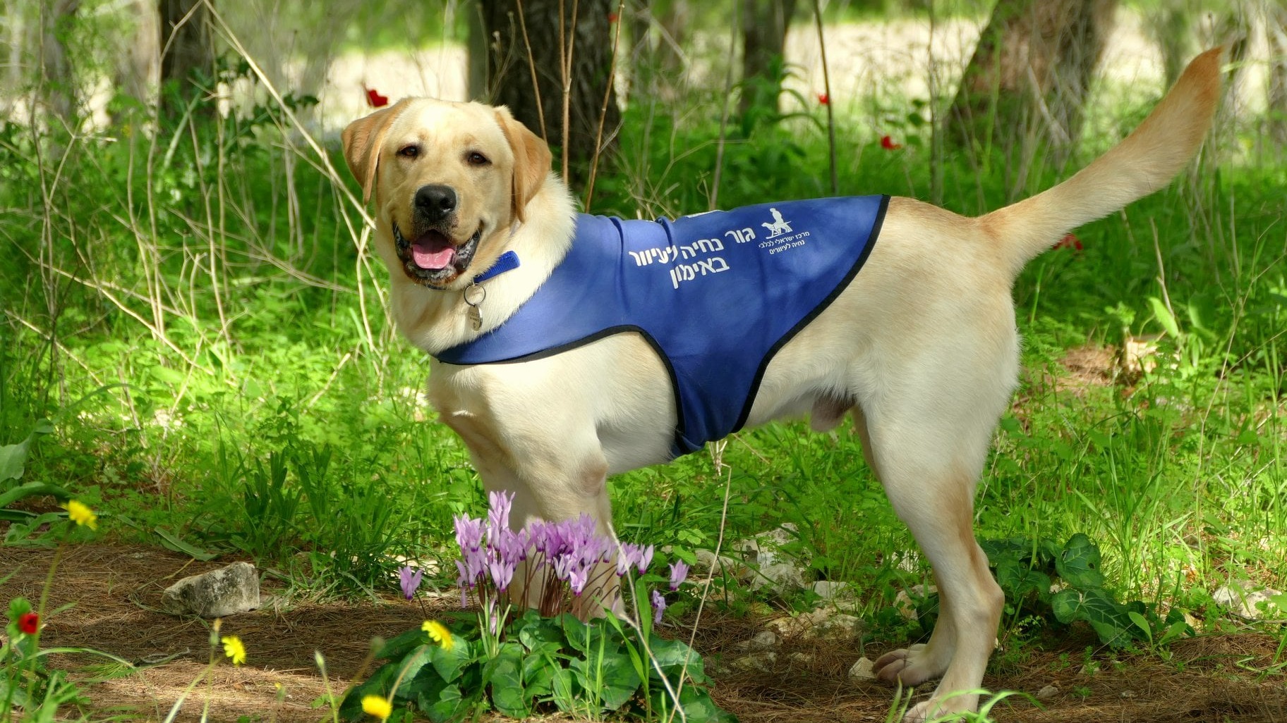 Canadian Friends of the Israel Guide Dog Center